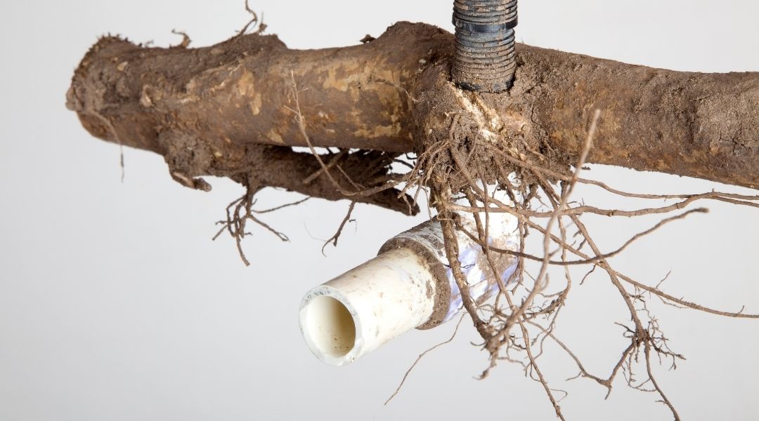 Tree Roots in Sewer Line? What to Do | Plumber Guide